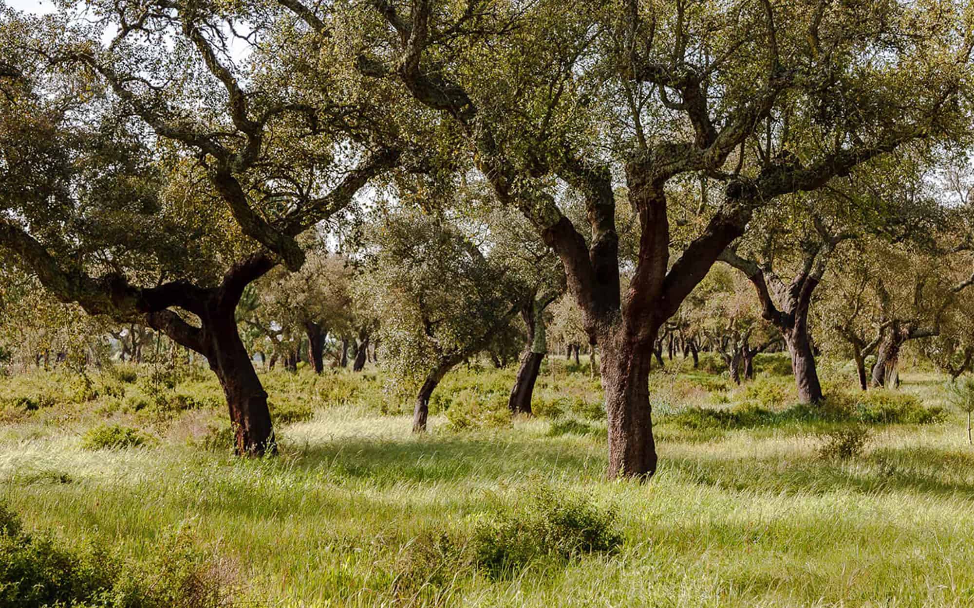 Cork Heritage | Mazda Stories